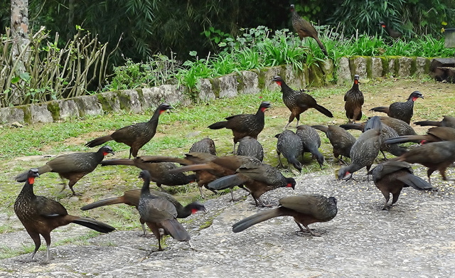 Foto jacuguaçu (Penelope obscura) Por Lucia Calvet | Wiki Aves - A ...