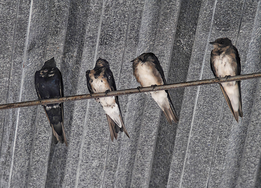 Foto andorinha-cubana (Progne cryptoleuca) Por Eudes Feitosa | Wiki ...
