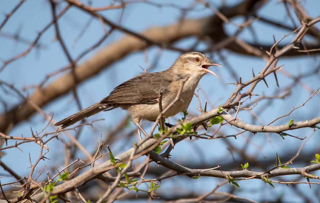 Foto catatau (Campylorhynchus turdinus) Por Antonio Gutierrez | Wiki ...