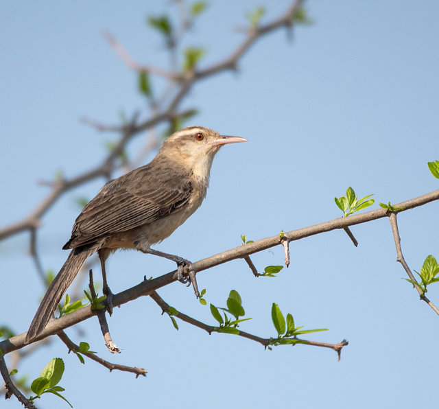 Foto catatau (Campylorhynchus turdinus) Por Antonio Gutierrez | Wiki ...