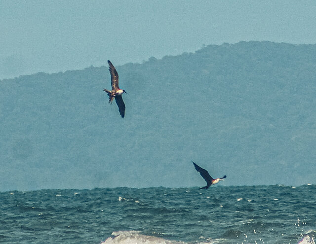 Foto fragata (Fregata magnificens) Por Julia Forbeci Rebeyka | Wiki ...