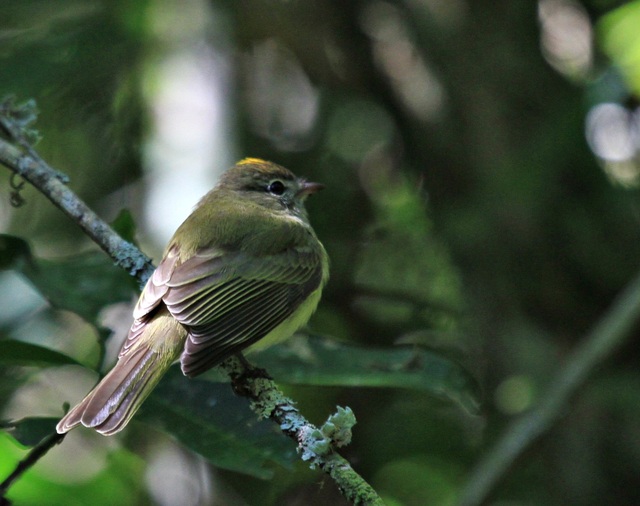 Foto guaracava-de-crista-alaranjada (Myiopagis viridicata) Por Claudio ...
