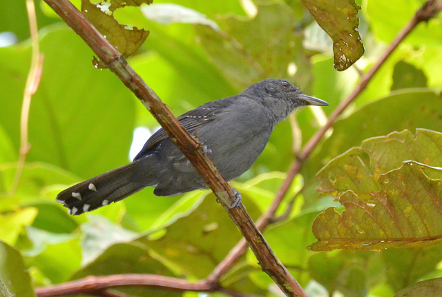 Foto chororó-pocuá (Cercomacra cinerascens) Por Robson Czaban | Wiki ...