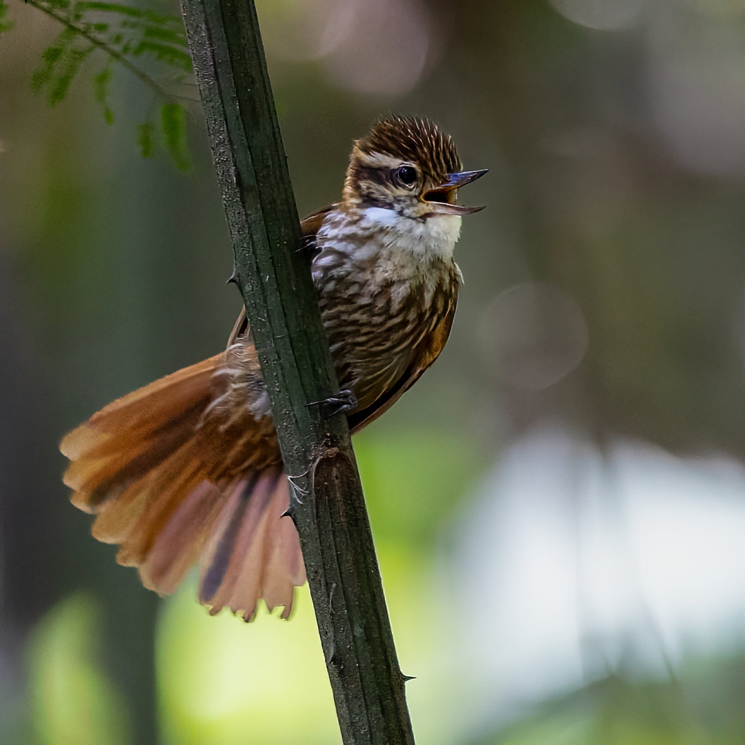 Foto bico-virado-carijó (Xenops rutilans) Por Wilson Vieira Pr | Wiki Aves - A Enciclopédia das ...