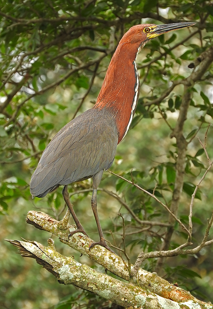 Foto socó-boi (Tigrisoma lineatum) Por Leila DalMoro | Wiki Aves - A ...