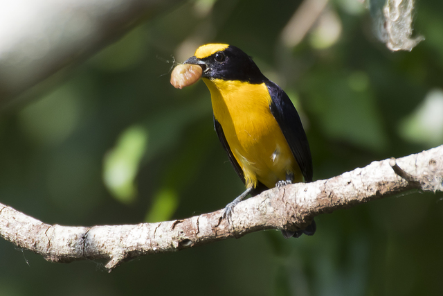 gaturamo-de-bico-grosso (Euphonia laniirostris) | WikiAves - A ...