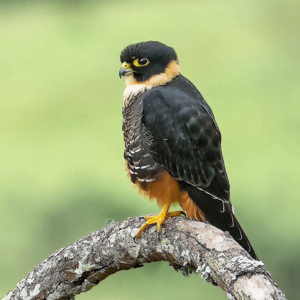 Foto cauré (Falco rufigularis) Por Hudson Martins | Wiki Aves - A ...