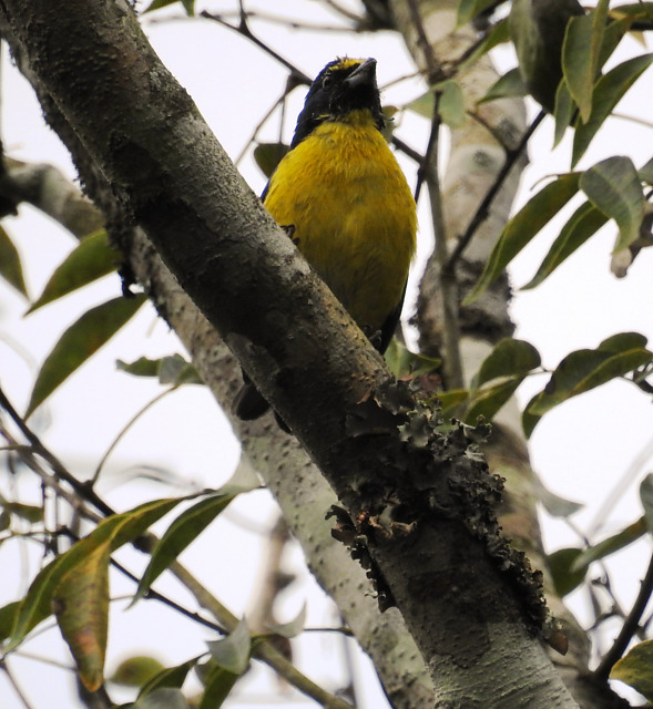 Foto cais-cais (Euphonia chalybea) Por Irene Gabriel | Wiki Aves - A ...