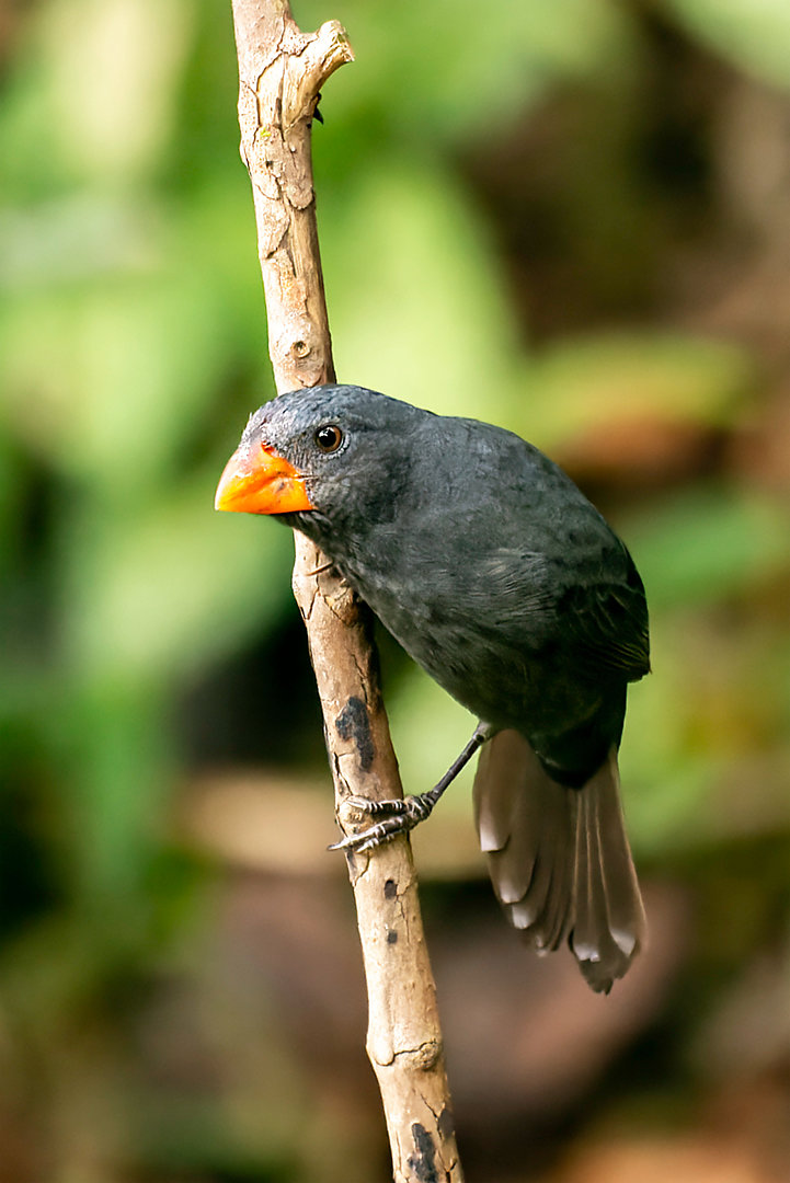 Foto bico-de-pimenta (Saltator fuliginosus) Por Ivan Cesar | Wiki Aves ...