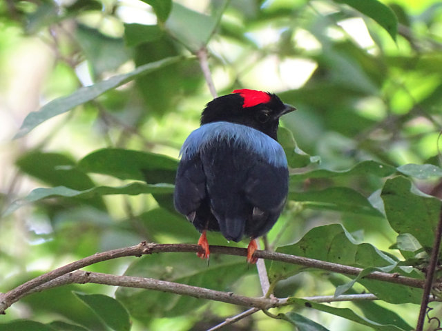 Foto tangará-príncipe (Chiroxiphia pareola) Por Julio Dantas | Wiki ...