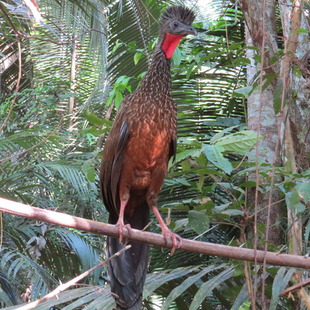 jacu-de-spix (Penelope jacquacu) | WikiAves - A Enciclopédia das Aves ...