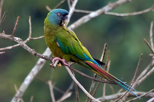 maracanã-de-cabeça-azul (Primolius couloni) | WikiAves - A Enciclopédia ...