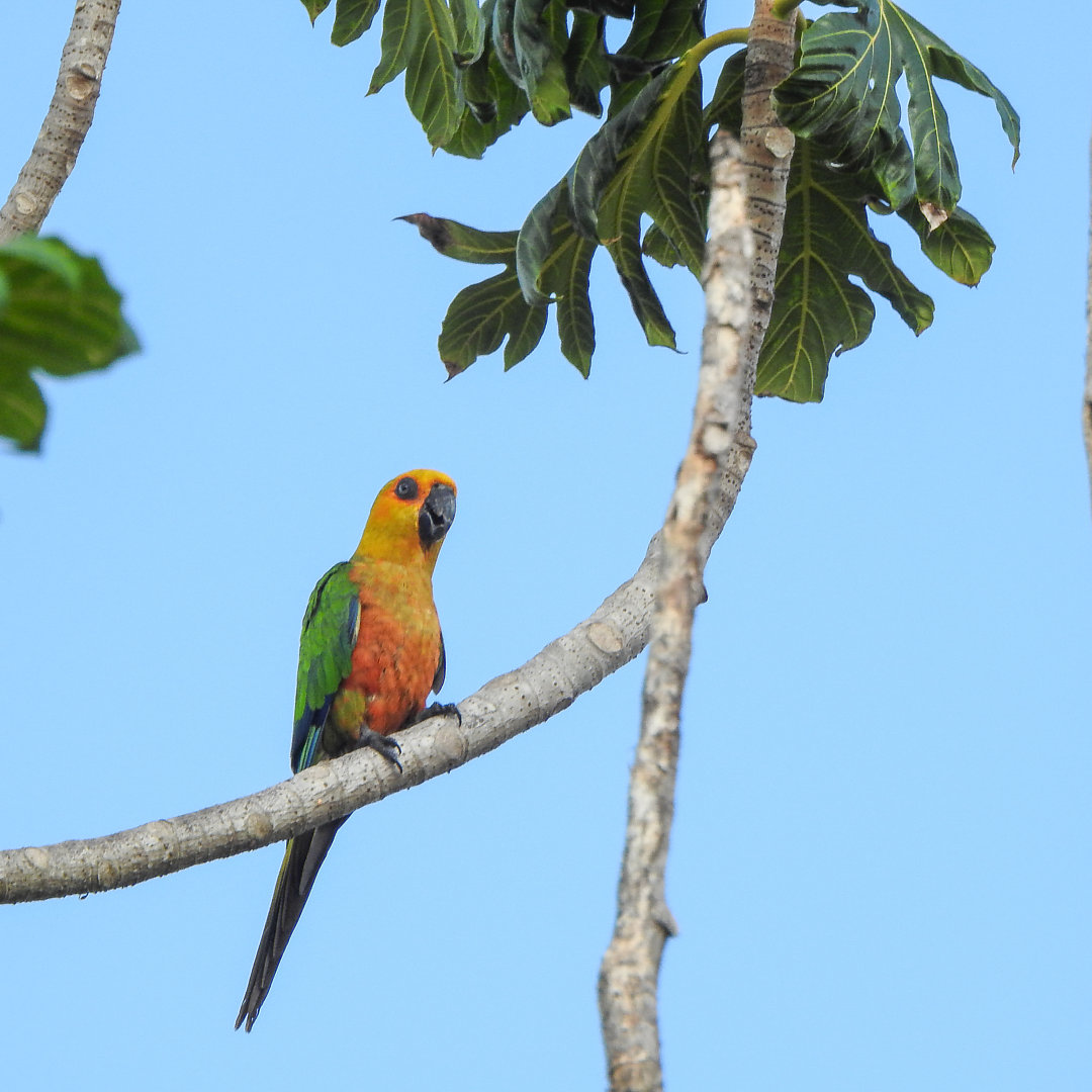 Foto jandaia-verdadeira (Aratinga jandaya) Por João Abraão | Wiki Aves ...