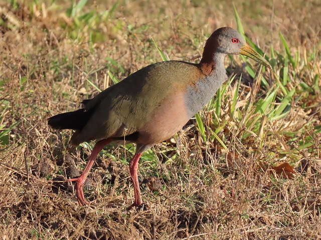Foto saracuruçu (Aramides ypecaha) Por Raisson T. Rodrigues | Wiki Aves ...