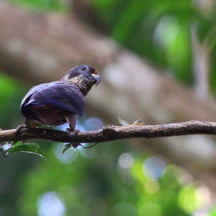 maitaca-roxa (Pionus fuscus) | WikiAves - A Enciclopédia das Aves do Brasil