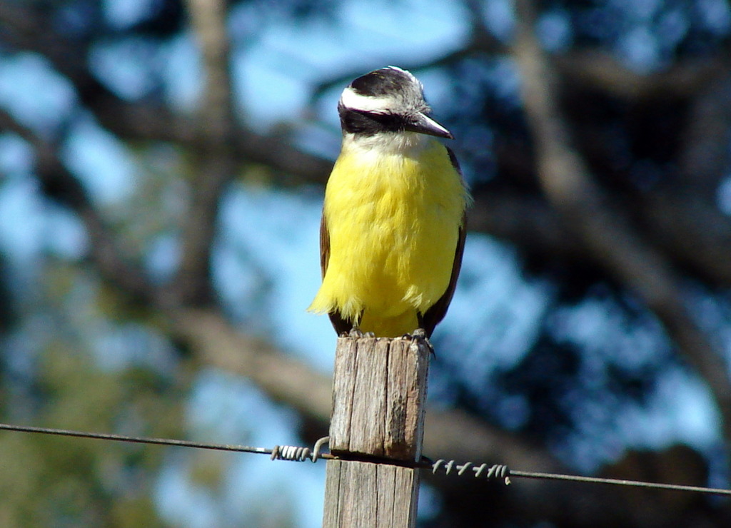 Foto bem-te-vi (Pitangus sulphuratus) Por Veridiana Tamiozzo | Wiki ...