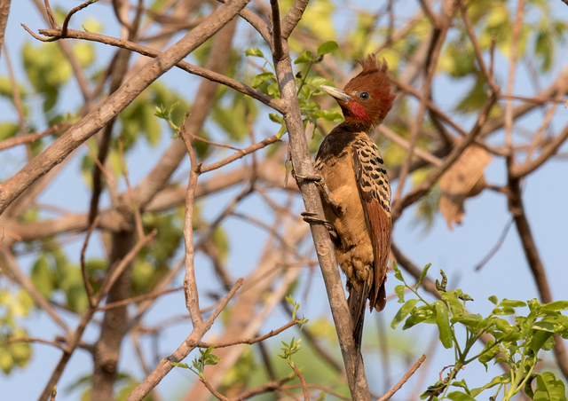 Foto pica-pau-da-taboca (Celeus obrieni) Por Marco Cruz | Wiki Aves - A ...