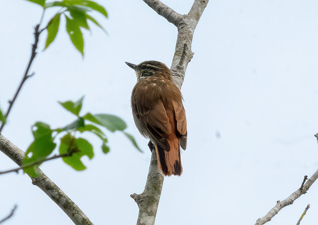 Foto bico-virado-fino (Xenops tenuirostris) Por Daniel S. Silva | Wiki Aves - A Enciclopédia das ...