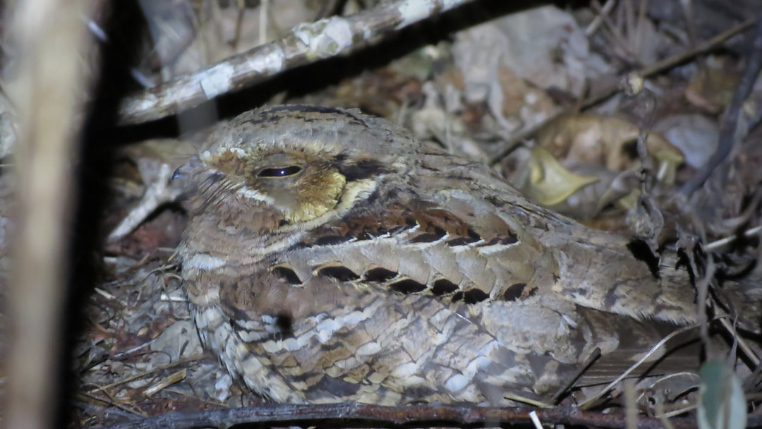 Foto bacurau (Nyctidromus albicollis) Por Belgrano Rekowsky | Wiki Aves ...