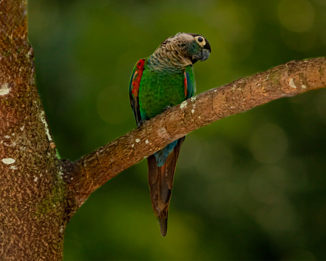 Foto tiriba-pérola (Pyrrhura coerulescens) Por André Queiroz | Wiki ...