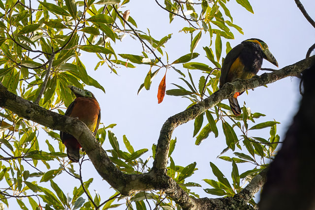Foto araçari-poca (Selenidera maculirostris) Por Mario Polidoro | Wiki ...