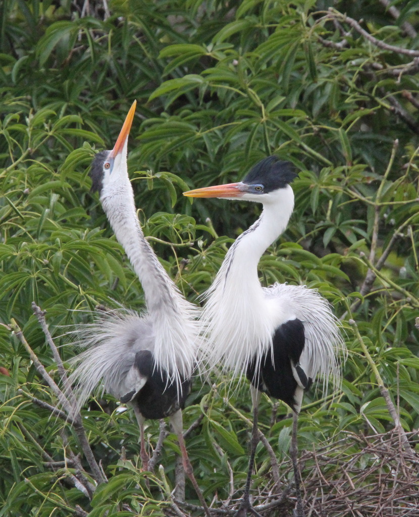 Foto garça-moura (Ardea cocoi) Por Ian Thompson | Wiki Aves - A ...
