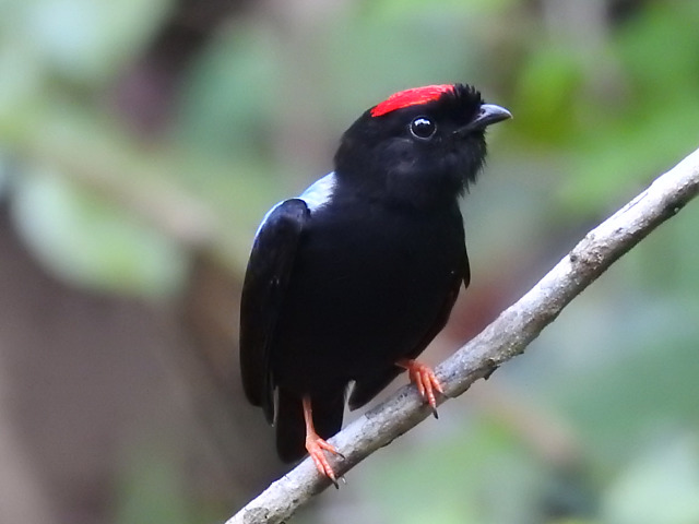 Foto tangará-príncipe (Chiroxiphia pareola) Por Dêner V. Souza | Wiki ...