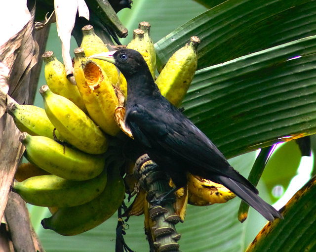 Foto guaxe (Cacicus haemorrhous) Por Alan Nascimento | Wiki Aves - A ...