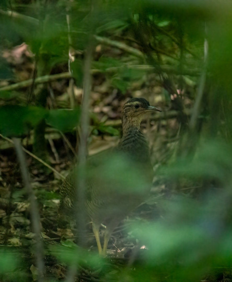 Foto zabelê (Crypturellus zabele) Por Mateus Meiras | Wiki Aves - A ...
