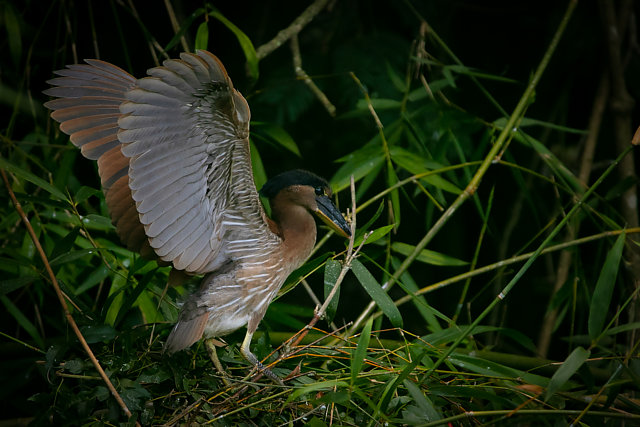 Foto arapapá (Cochlearius cochlearius) Por Aline da Hora | Wiki Aves ...