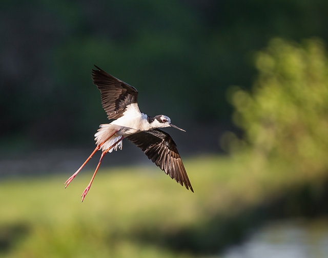 Foto pernilongo-de-costas-brancas (Himantopus melanurus) Por Lucas ...