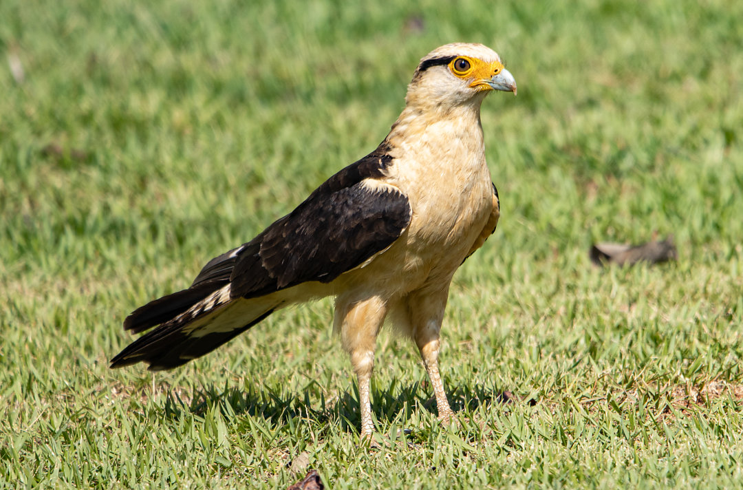 Foto carrapateiro (Milvago chimachima) Por Daniela Vieira | Wiki Aves ...