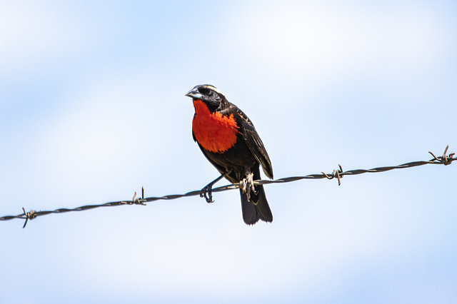 Foto polícia-inglesa-do-sul (Leistes superciliaris) Por Daniela Vieira ...