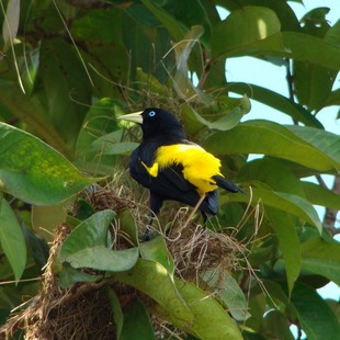 xexéu (Cacicus cela) | WikiAves - A Enciclopédia das Aves do Brasil