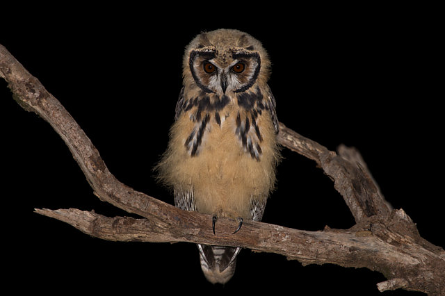 Foto coruja-orelhuda (Asio clamator) Por Victor Antonelli | Wiki Aves ...