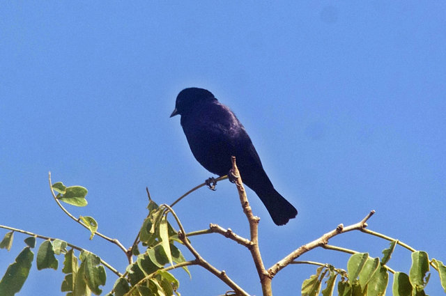 Foto chupim (Molothrus bonariensis) Por Jacques Passamani | Wiki Aves ...