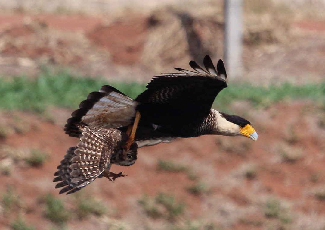 Foto carcará (Caracara plancus) Por João V. O. de Souza | Wiki Aves - A ...