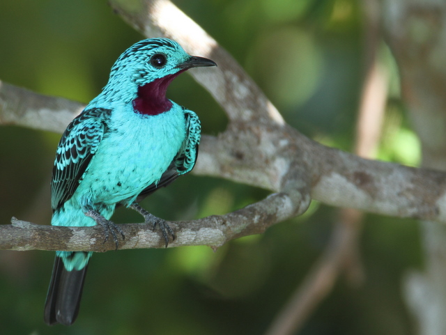 Foto anambé-azul (Cotinga cayana) Por Ester Ramirez | Wiki Aves - A ...