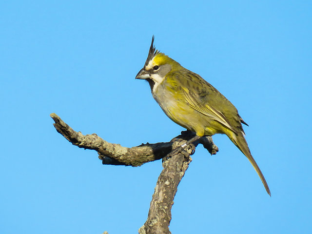 Foto cardeal-amarelo (Gubernatrix cristata) Por Raphael Kurz - Aves do ...