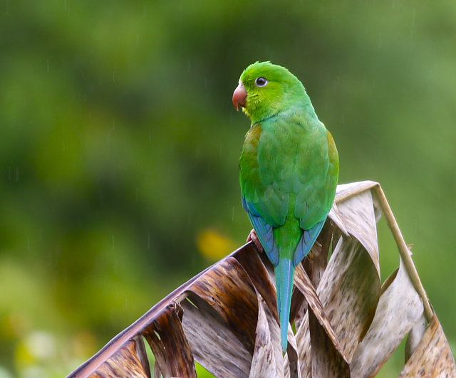 Foto periquito-rico (Brotogeris tirica) Por Helio Pereira | Wiki Aves ...