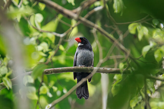 Foto bico-encarnado (Saltator grossus) Por Carlos Alexandre | Wiki Aves ...