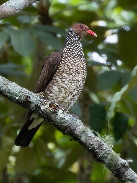 Foto pomba-trocal (Patagioenas speciosa) Por Christine Mazaracki | Wiki ...