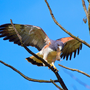 Accipitriformes | WikiAves - A Enciclopédia das Aves do Brasil