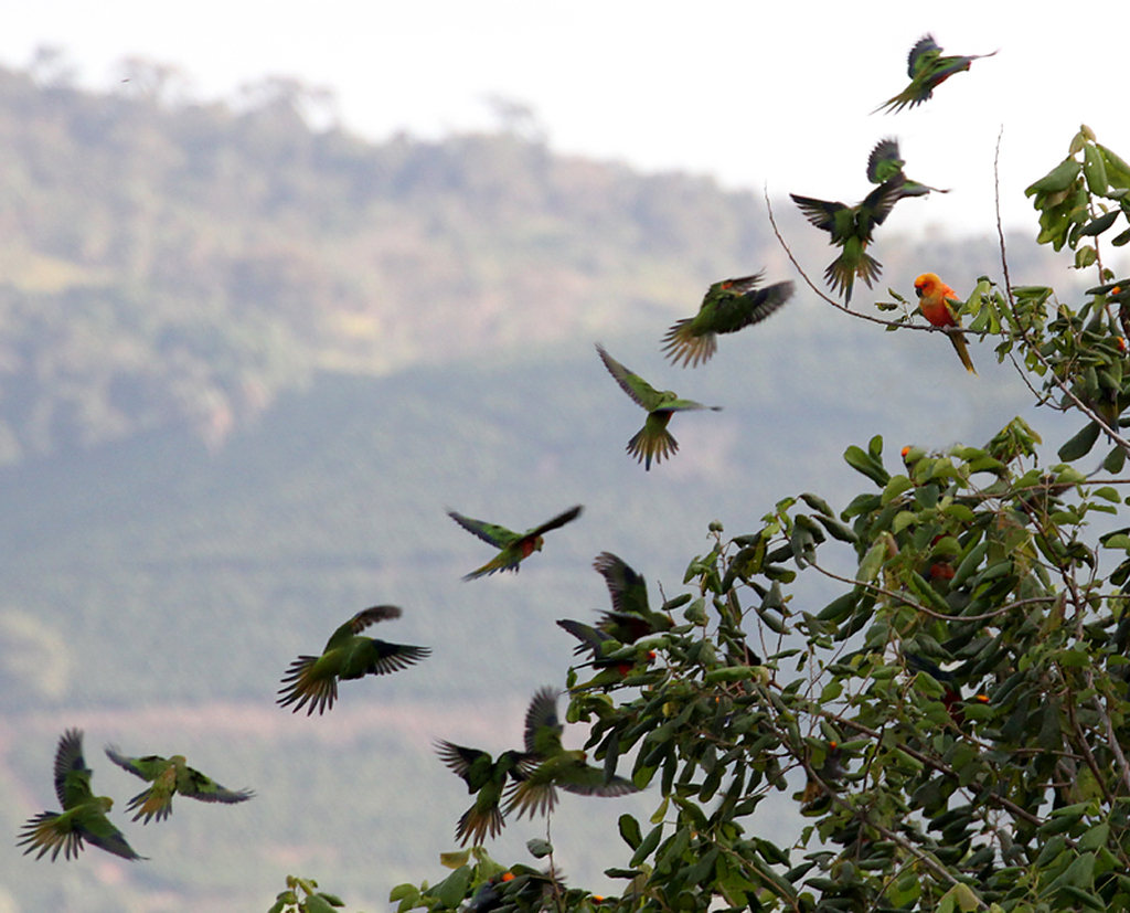 Foto jandaia-de-testa-vermelha (Aratinga auricapillus) Por Luiz F ...
