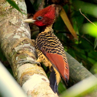 pica-pau-lindo (Celeus spectabilis) | WikiAves - A Enciclopédia das ...