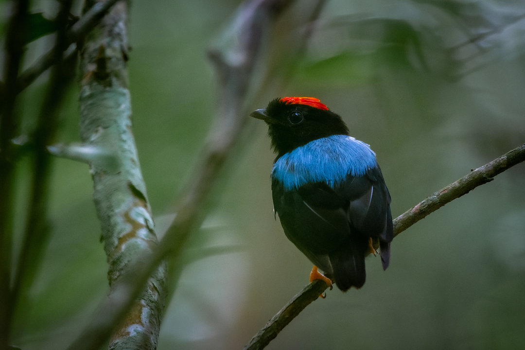 Foto tangará-príncipe (Chiroxiphia pareola) Por Carlos Goulart | Wiki ...