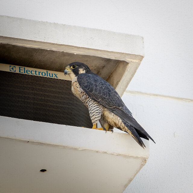 Foto falcão-peregrino (Falco peregrinus) Por João Victor da S. Pena ...