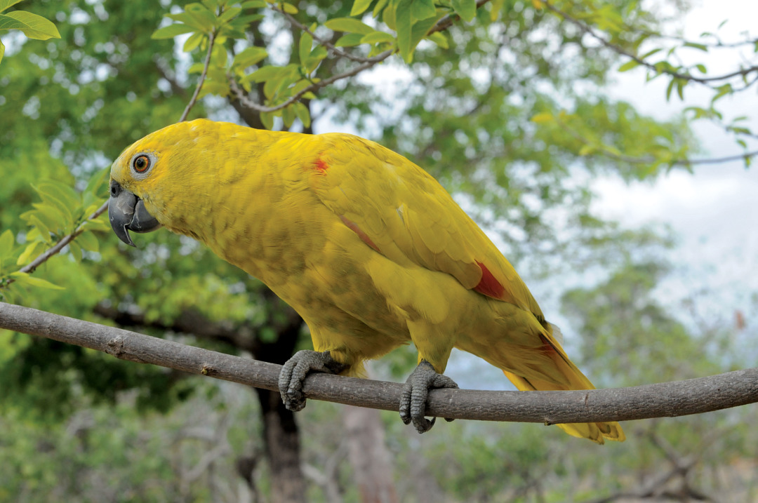 Foto papagaio-verdadeiro (Amazona aestiva) Por Silvio Esgalha | Wiki ...