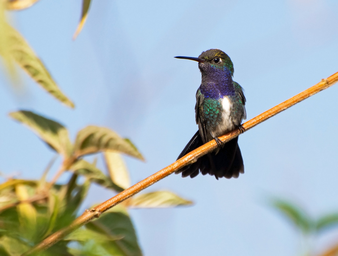 Foto beija-flor-de-peito-azul (Chionomesa lactea) Por Thiago Martins ...