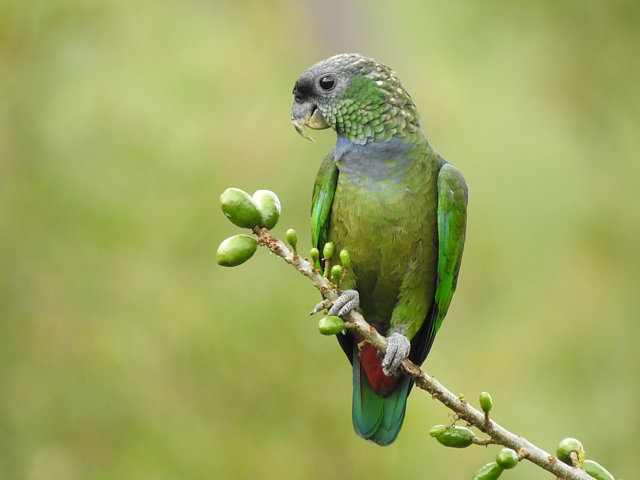 Foto maitaca-verde (Pionus maximiliani) Por Filipe Iglesias | Wiki Aves ...